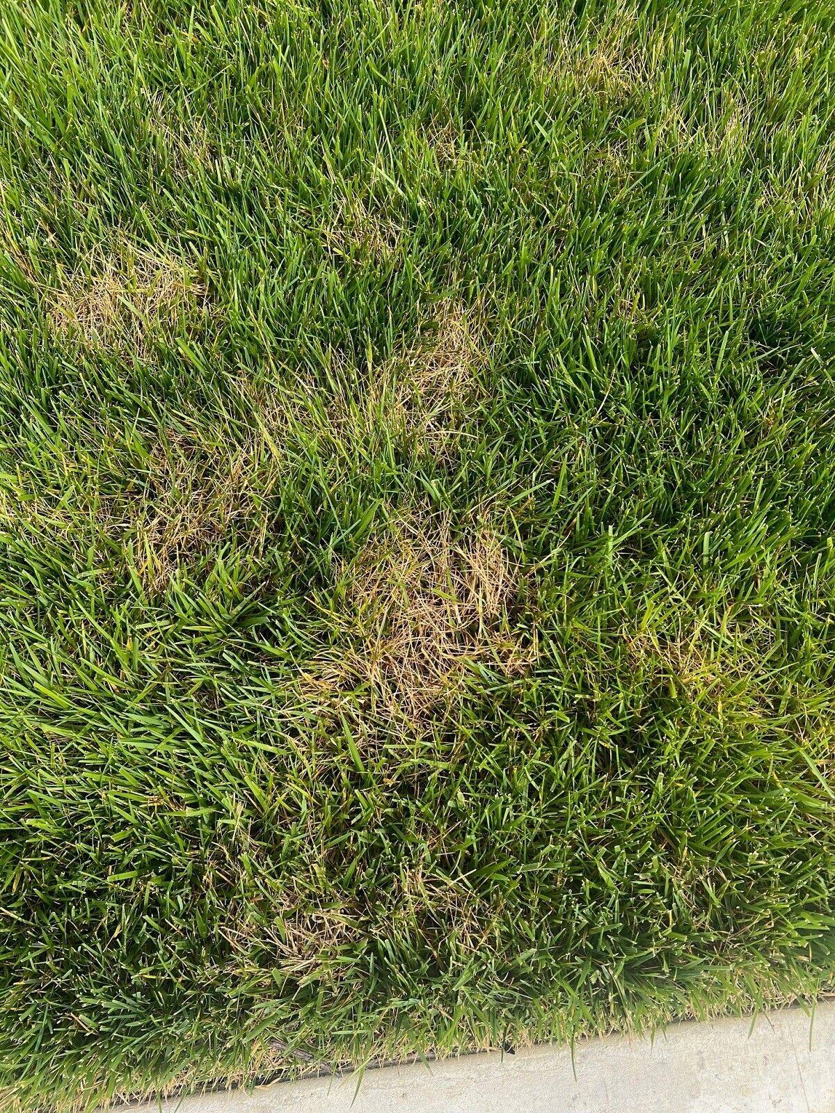 Dollar spot fungus store